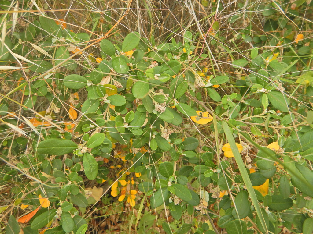 basket bush from Green Head WA 6514 (3 Bays Trail), Australia on ...