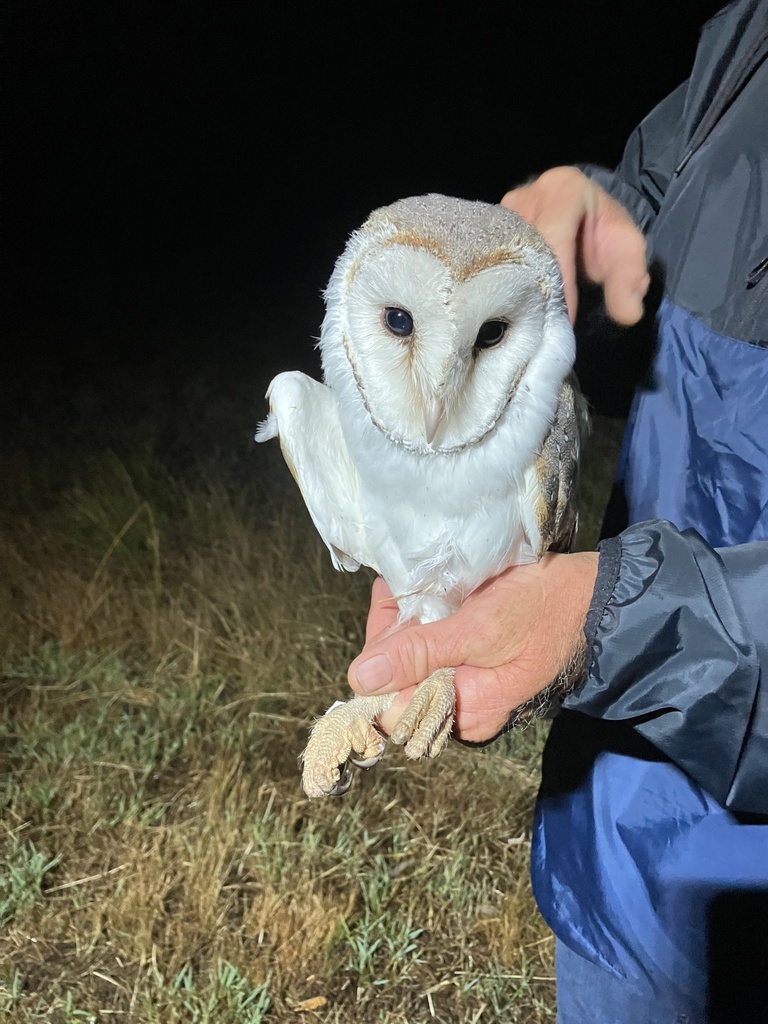 Eastern Barn Owl in December 2024 by Kingfisher. Injured wing after car ...
