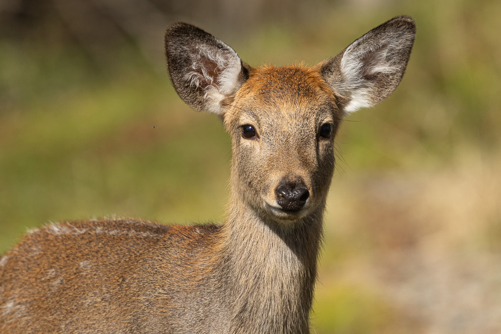Hokkaido Sika Deer from Nukabiragensenkyo, Kamishihoro, Kato District ...