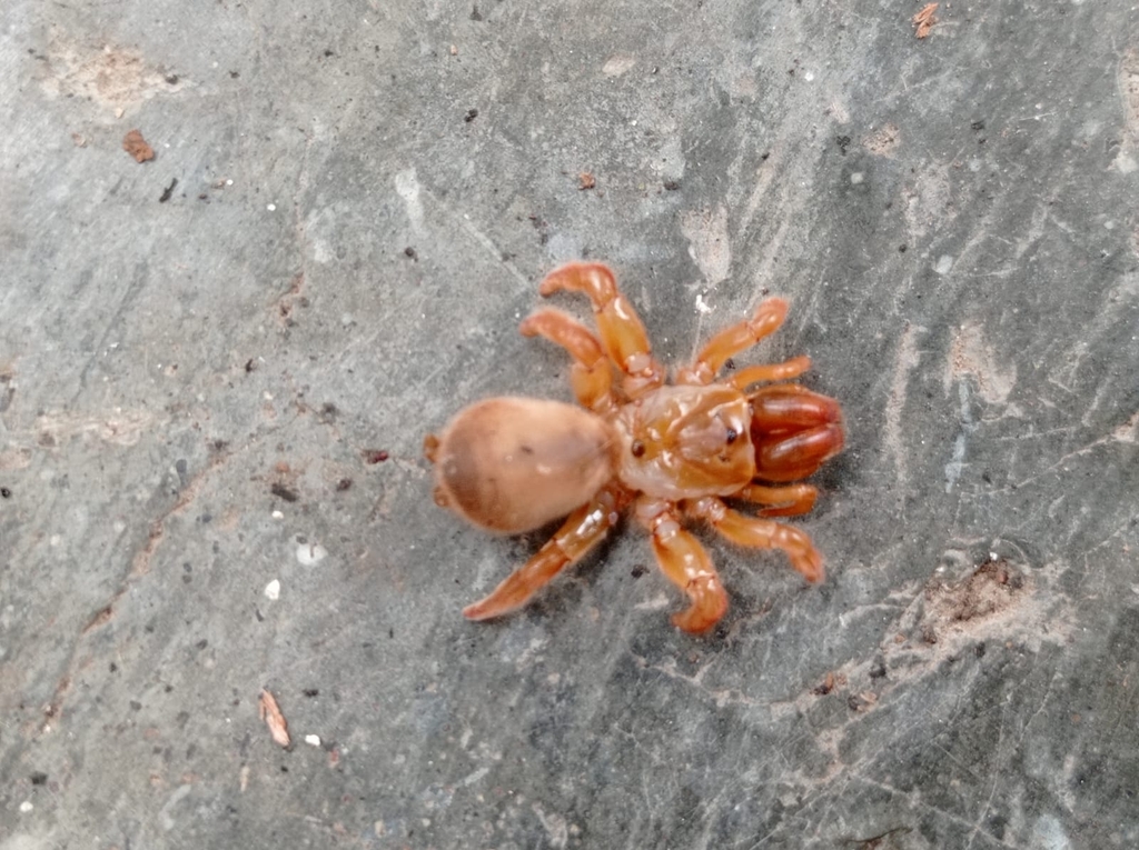 Calommata from 4FHG+9R2, Krajan I, Renteng, Kec. Gading, Kabupaten ...