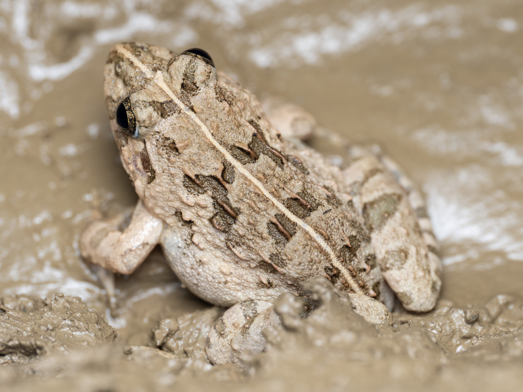 Rice field frog in September 2024 by Sakern | 永隔一江水 · iNaturalist
