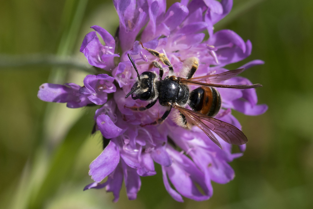 Large Scabious Mining Bee from 9240 Nibe, Danmark on June 29, 2019 at ...