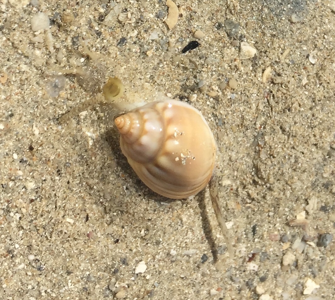 Nassarius coronatus (Bruguière, 1789)