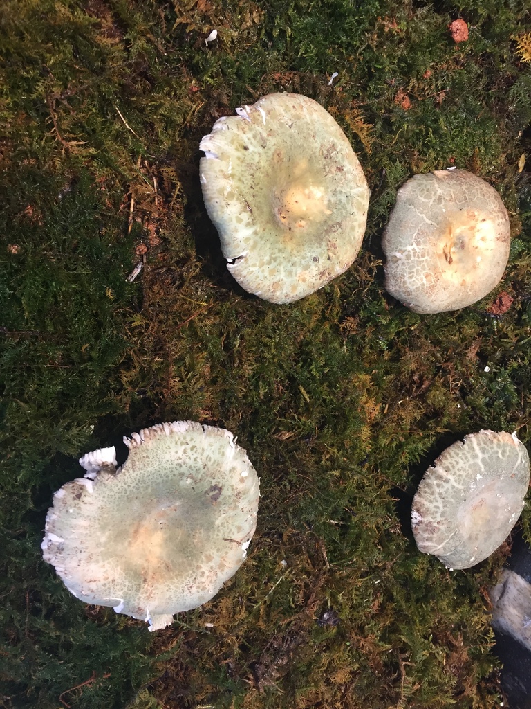 Blue-green Cracking Russula from No. 207 Fude Road, Kunming, Yunnan, CN ...