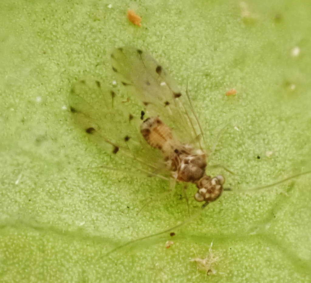 Ectopsocus californicus from Chesterfield County, VA, USA on December ...