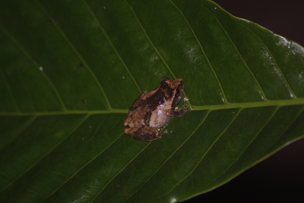 Jacobson's Bubble-nest Frog in November 2024 by Hidayatullatifah ...