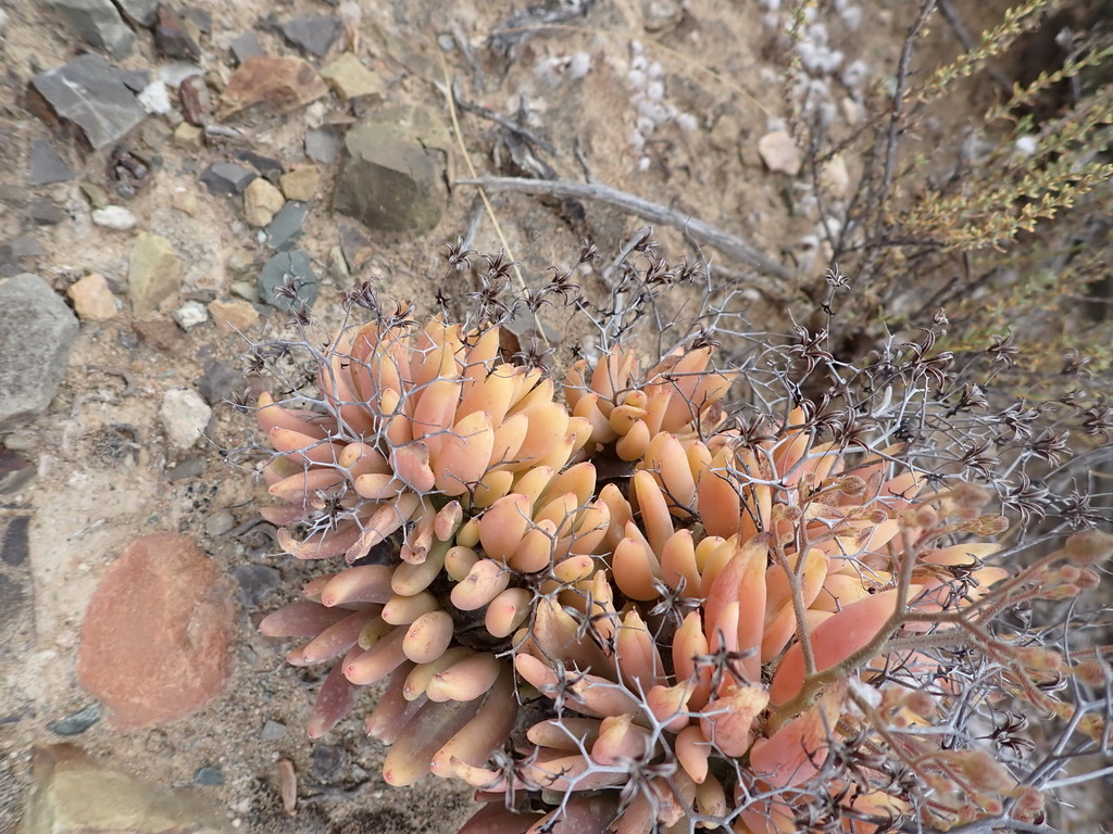 Thorny Butterbush from Sutherland, Namakwa District Municipality, South ...
