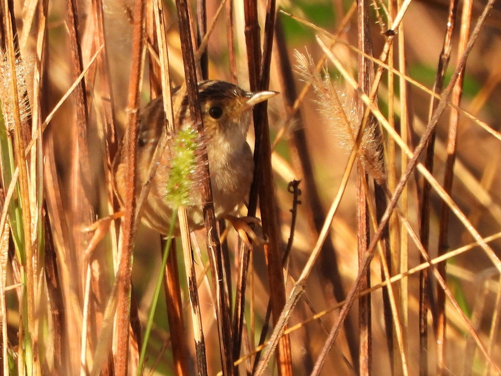 Sedge Wren from Eldridge / West Oaks, Houston, TX, USA on December 2 ...