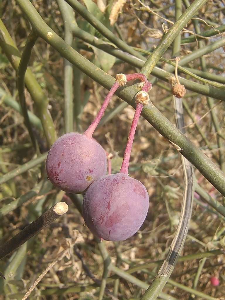 karira (Capparis decidua) - Botanical Realm