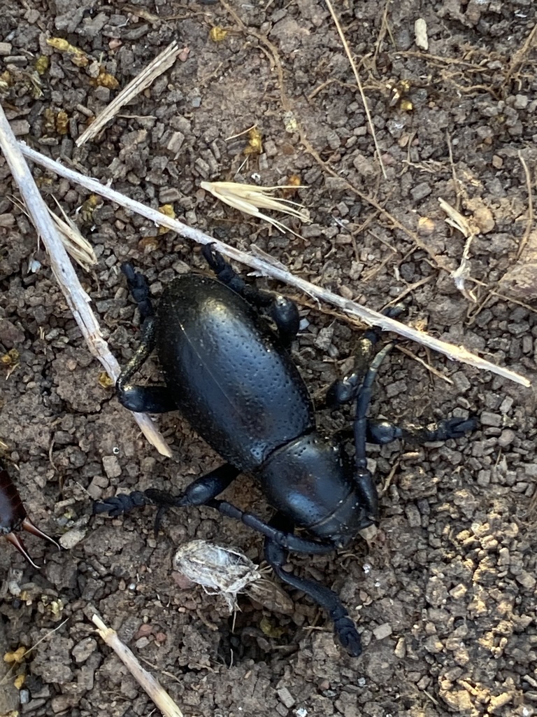 Cactus Longhorn Beetles from Ensenada, B.C., México on November 18 ...