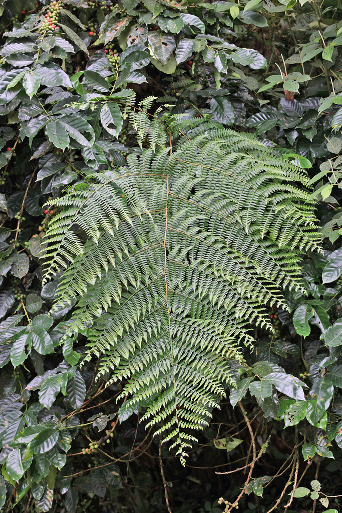 Flying Spider Monkey Tree Fern from Rancho Naturalista, Cartago ...