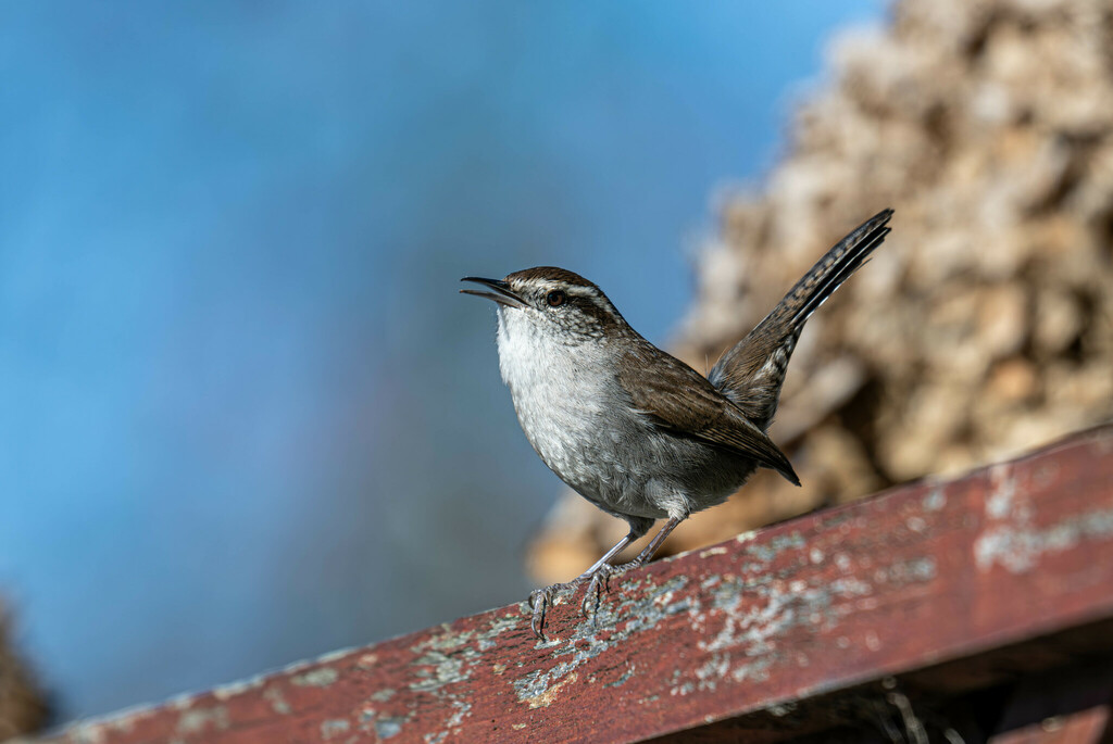 Bewick's Wren from El Granada, CA, USA on December 3, 2024 at 03:17 PM ...