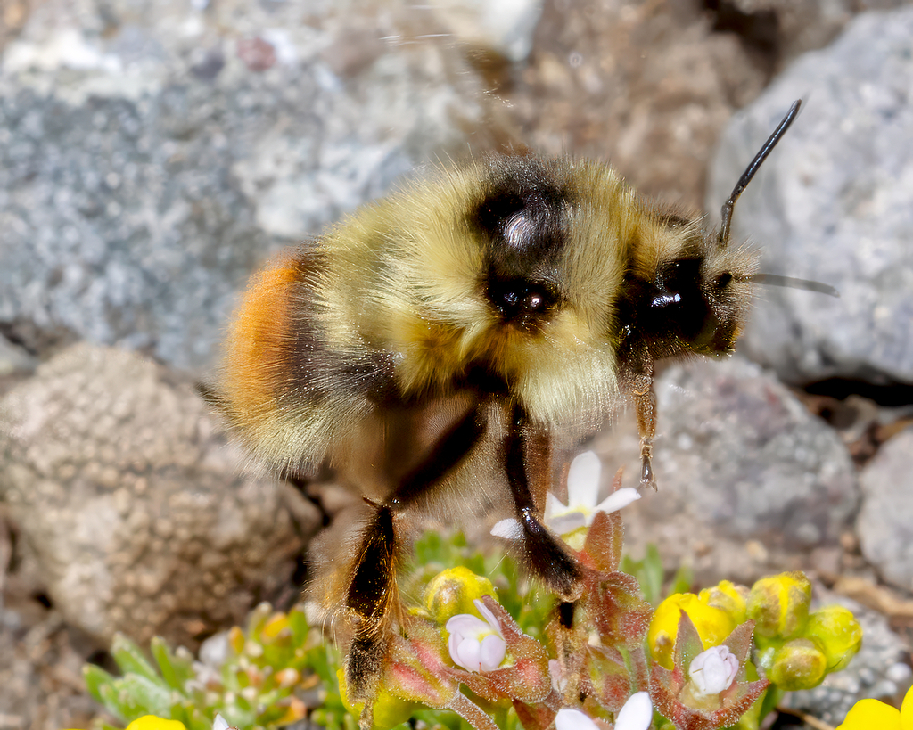 Fuzzy-Horned Bumble Bee from Grand Loop Rd, Wyoming 82190, USA on June ...