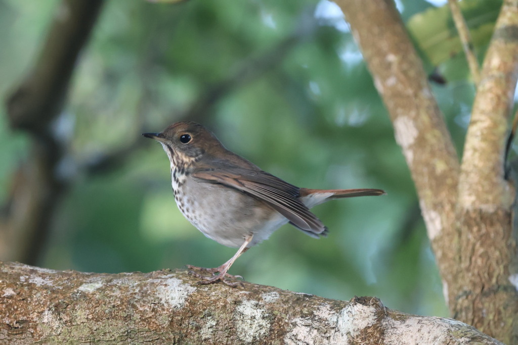 Hermit Thrush from Golden Gate Park, San Francisco, CA, USA on December ...