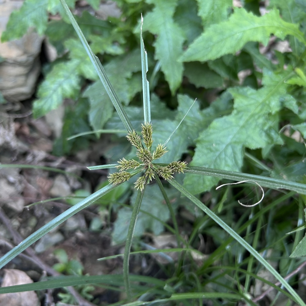Cyperus cyperinus from 851台灣高雄市茂林區, 羅木斯溪登山步道 on December 4, 2024 at 02: ...