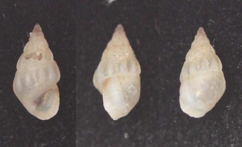 Rissoa splendida from Attica, Attica, GR on September 30, 2019 at 06:30 PM by lymantriman. 4 mm ...