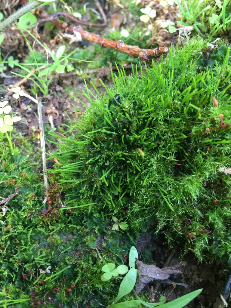 hornworts (Anthocerotophyta) - Botanical Realm