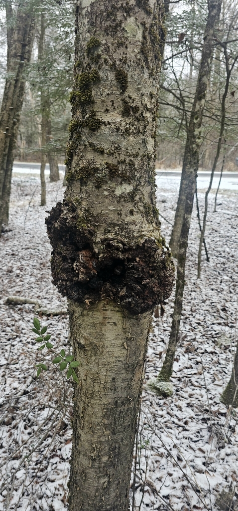 chaga from Hunlock Township, PA, USA on December 4, 2024 at 08:58 AM by ...
