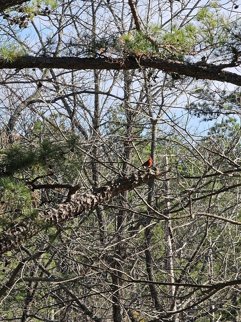 Northern Cardinal from Defiance, MO, USA on November 28, 2024 at 01:37 ...