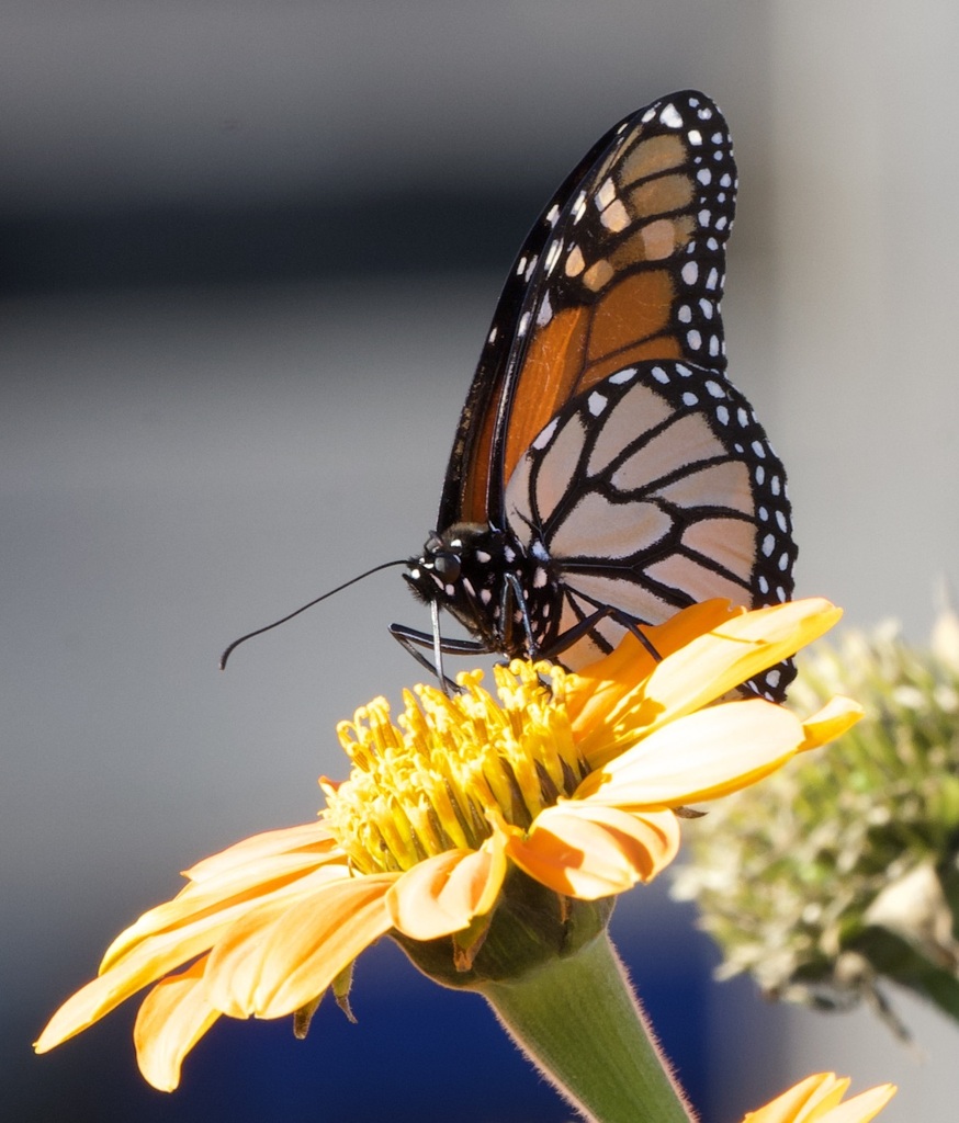 Monarch from Alameda, CA, USA on December 4, 2024 at 09:49 AM by ...