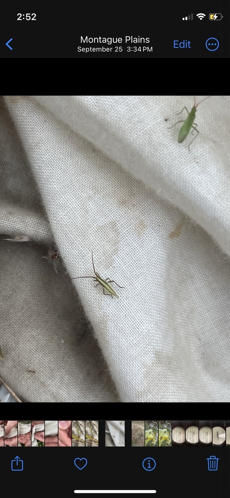 Three-spined Grass Bug from 42°26'24.0"N 72°29'20.4"W on December 04 ...