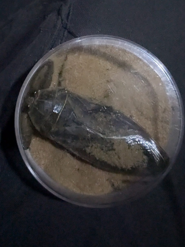 African Giant Water Bug from 36RP+RMW Kartong Bird Observatory, Kartong ...