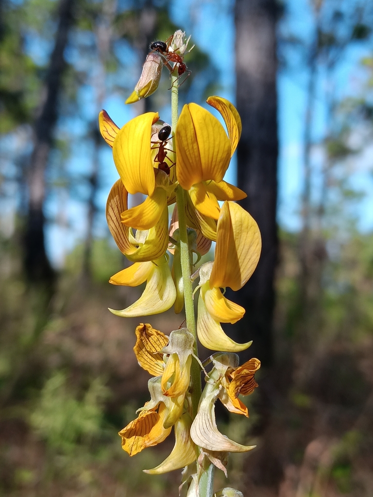Streaked Rattlepod from Estero, FL 33928, USA on December 4, 2024 at 02 ...
