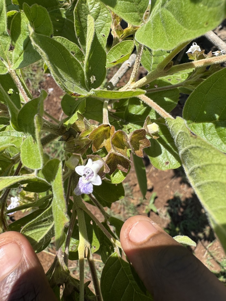 Kei Finger-Leaf from D4227, Ngwaritsi, Limpopo, ZA on December 4, 2024 ...