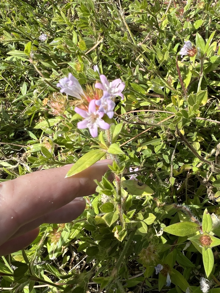 largeflower Mexican clover from NW Carovel Ave, Port Saint Lucie, FL ...