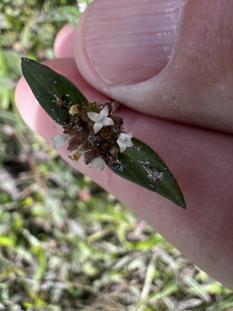 Woodland false buttonweed from NW Topaz Way, Port Saint Lucie, FL, US ...