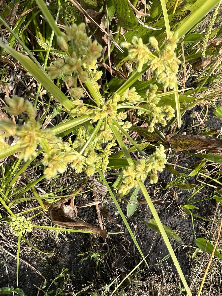 tropical flatsedge from NW South Crisona Cir, Port Saint Lucie, FL, US ...