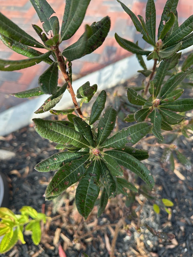 wax myrtle from Piedmont Ave NE, Atlanta, GA, US on December 4, 2024 at ...
