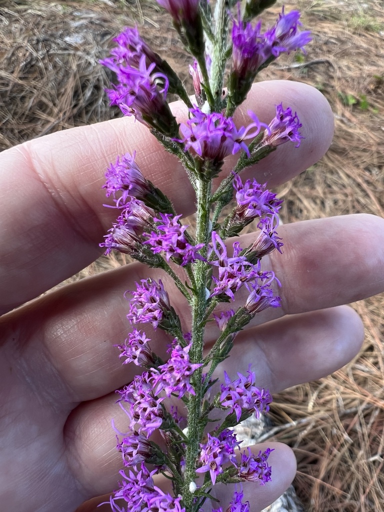 slender blazing-star from Torino, Port Saint Lucie, FL, US on December ...
