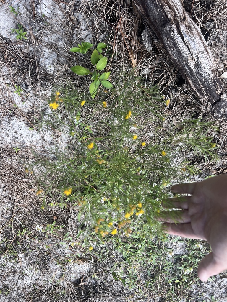 slender goldentop from NW East Torino Pkwy, Port Saint Lucie, FL, US on ...