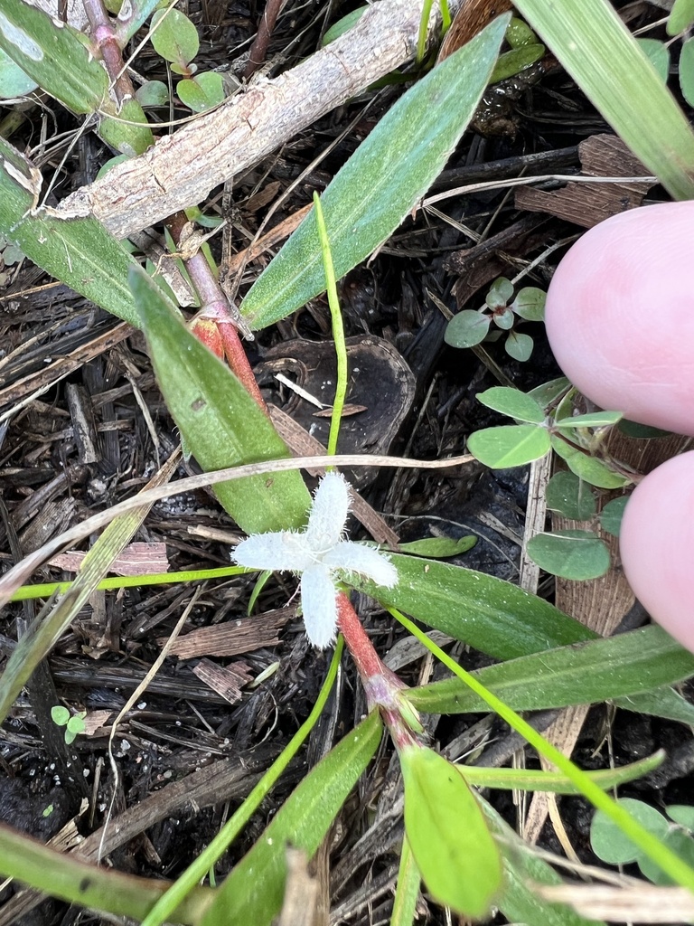 buttonweed from NW Gamma St, Port Saint Lucie, FL, US on December 4 ...