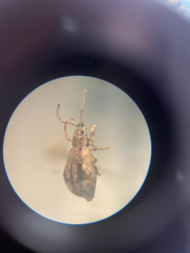 Peach Root Weevil from University of Massachusetts Amherst, Amherst, MA ...