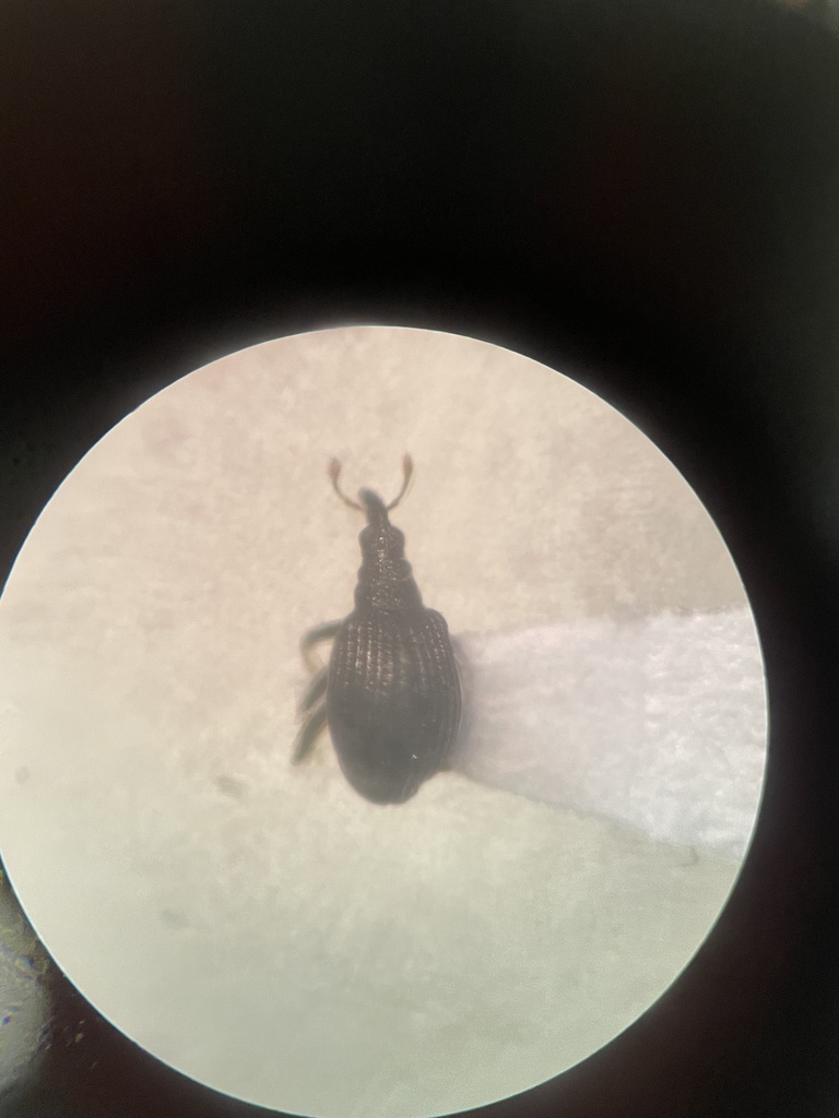 Yellow Poplar Weevil from University of Massachusetts Amherst, Amherst ...