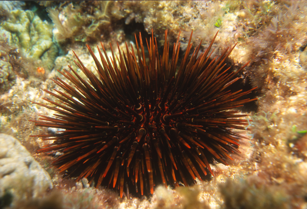 Red-tipped urchin from Norfolk Is on December 24, 2002 by Malcolm ...