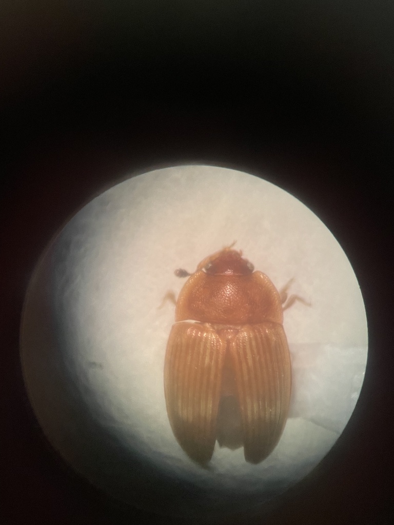 Strawberry Sap Beetle from honey pot rd hadley on October 9, 2024 at 04 ...