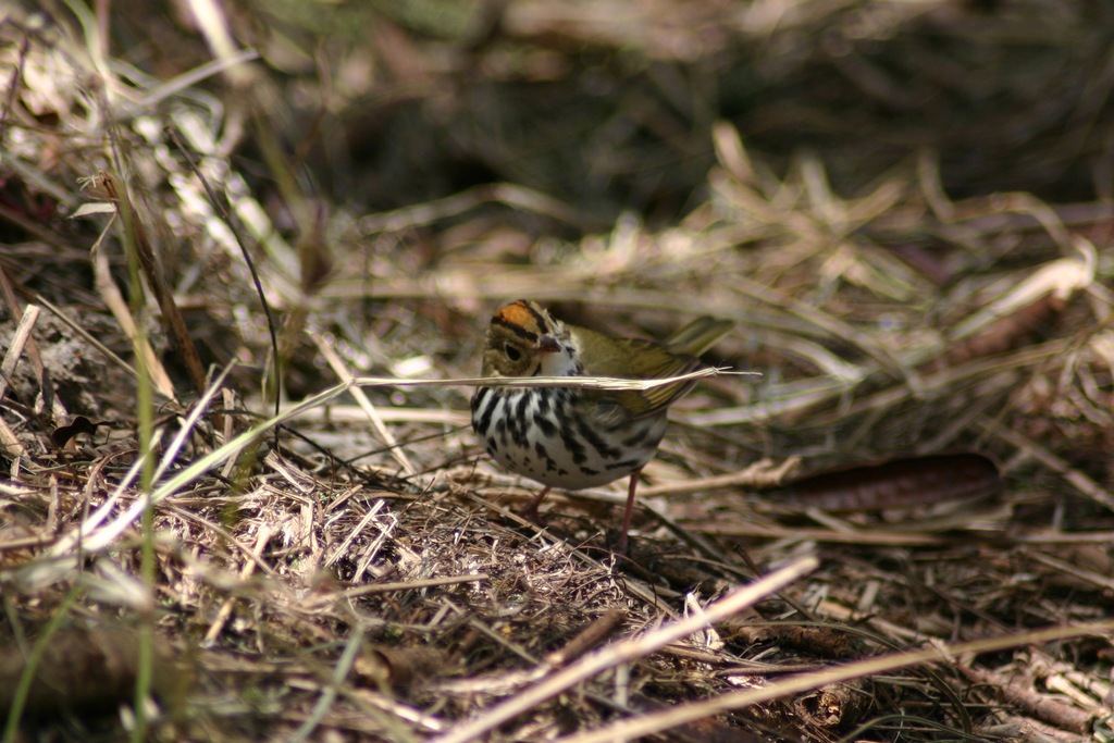 Ovenbird from Cameron County, TX, USA on May 2, 2004 at 11:29 AM by ...