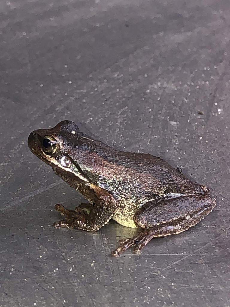 Brown Tree Frog from Arthurs Seat State Park, McCrae, VIC, AU on ...