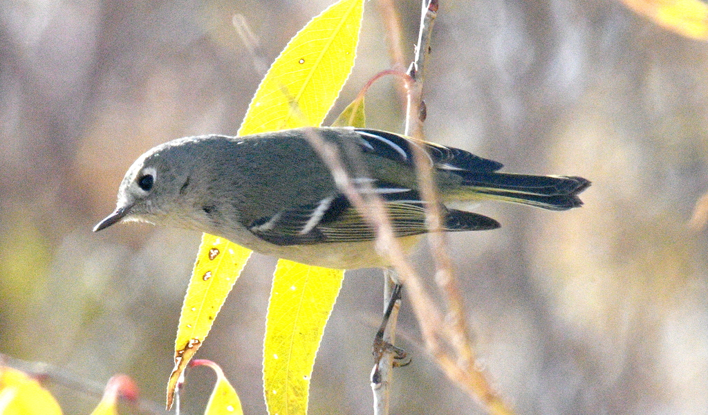 Ruby-crowned Kinglet from Bosque del Apache National Wildlife Refuge ...