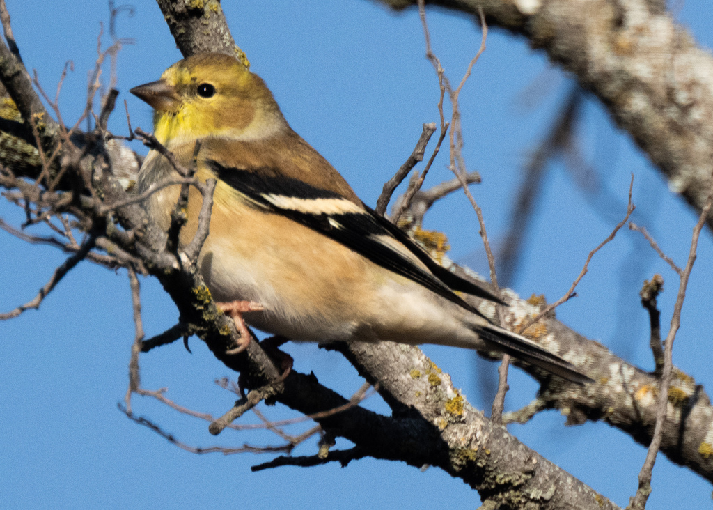 American Goldfinch from Mineral Wells, TX, USA on December 3, 2024 at ...