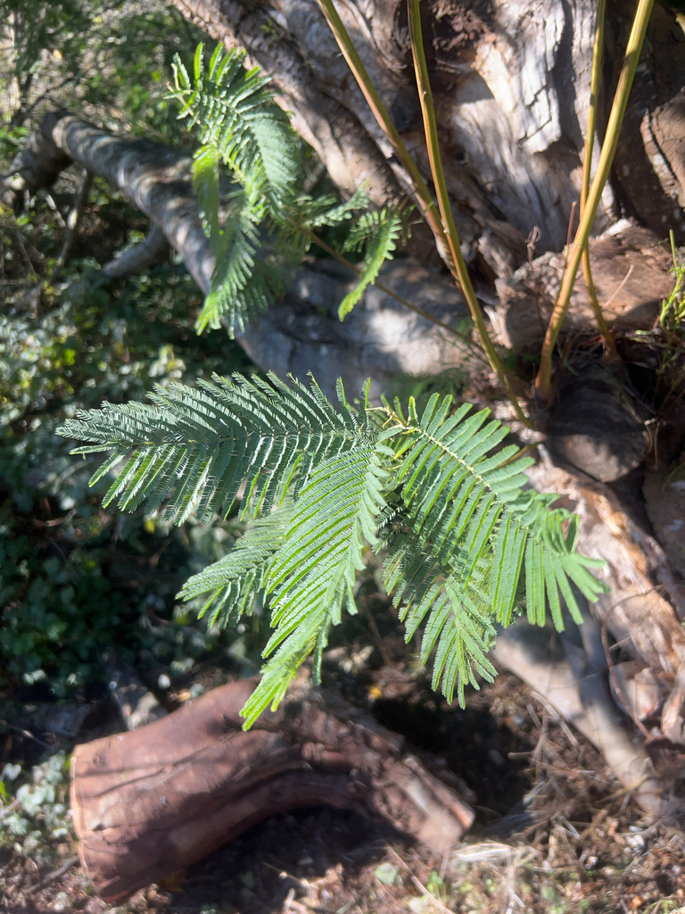 Silver wattle from Loleta on December 4, 2024 at 11:02 AM by treehugger ...
