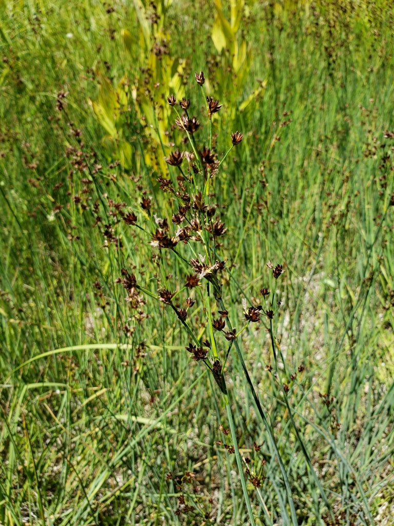 Jointed rush from South Lake Tahoe, CA 96150, USA on July 19, 2019 at ...