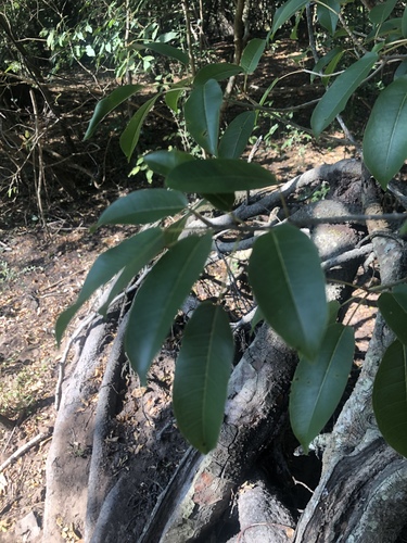 Subespecies Ficus tremula tremula · iNaturalist Mexico