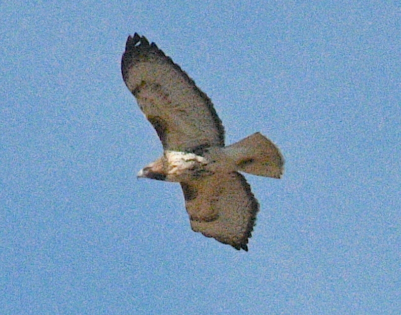 Red-tailed Hawk from Bosque del Apache National Wildlife Refuge ...