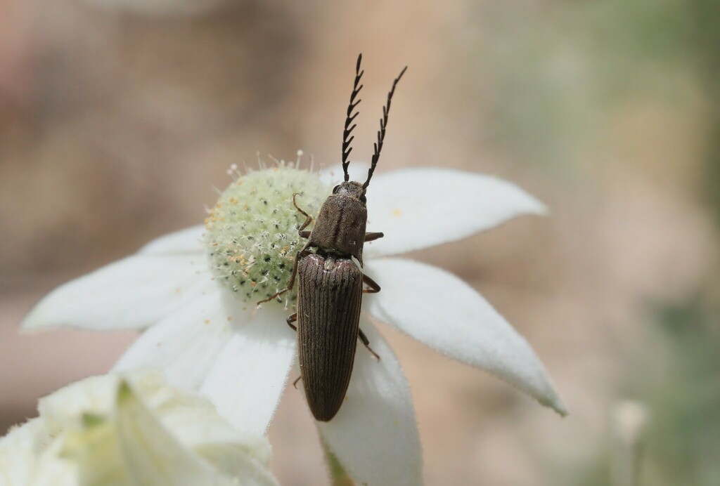 Dicteniophorus ramifer from Central Coast NSW, Australia on November 9 ...