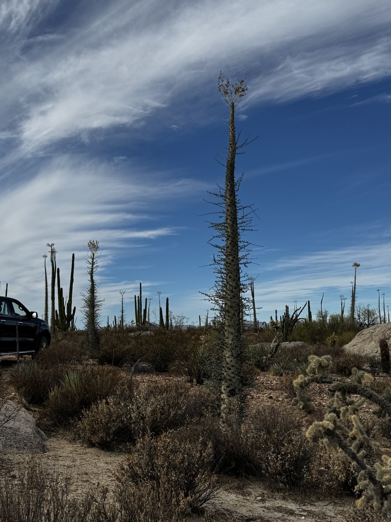 Boojum tree from San Quintín, B.C., México on November 30, 2024 at 09: ...