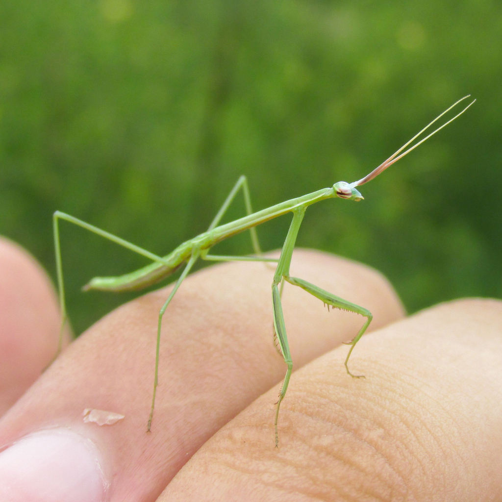 Brunner's Stick Mantises from Jardim Sao Martinho, São Paulo - SP ...